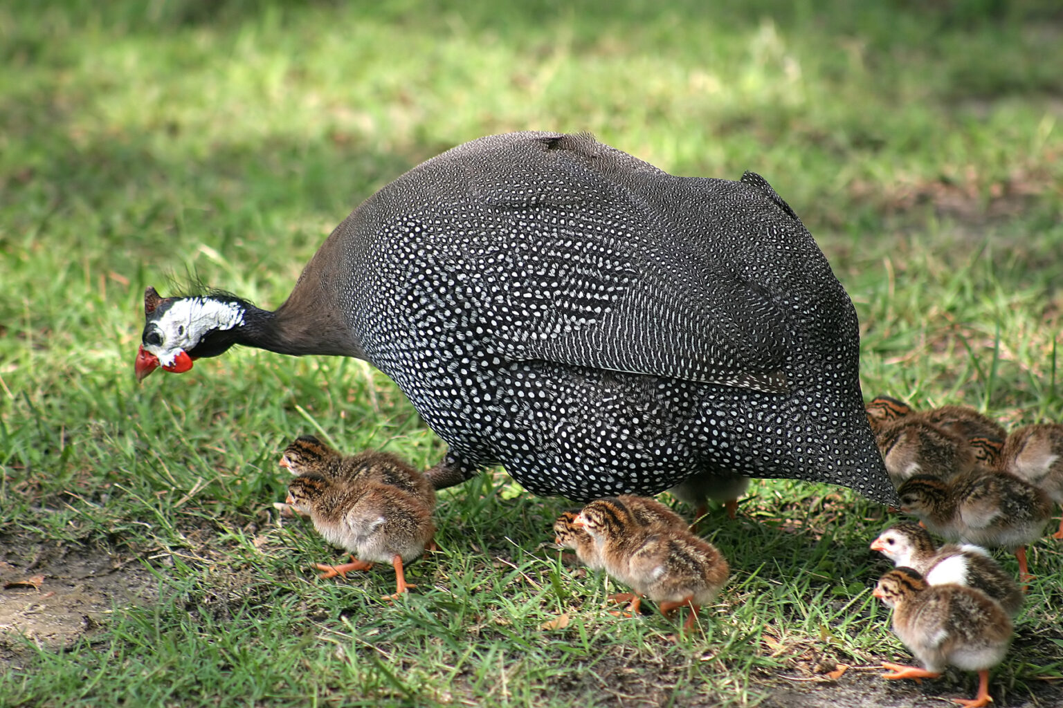 Are Guinea Hens Good Moms? - Backyard Poultry